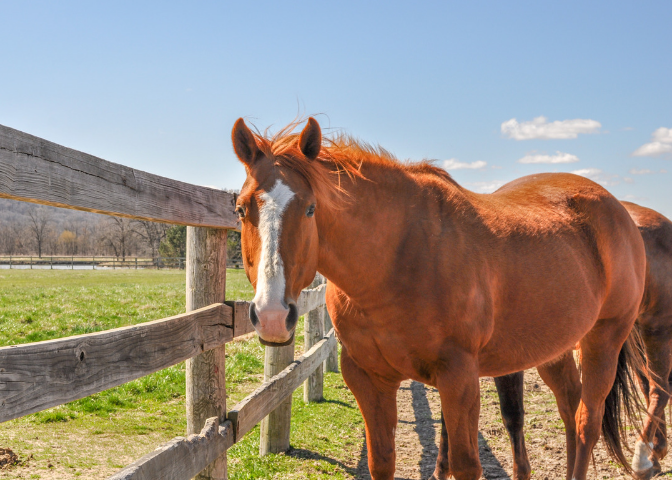 Gallery – Open Sky Stables