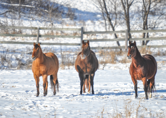 Gallery – Open Sky Stables