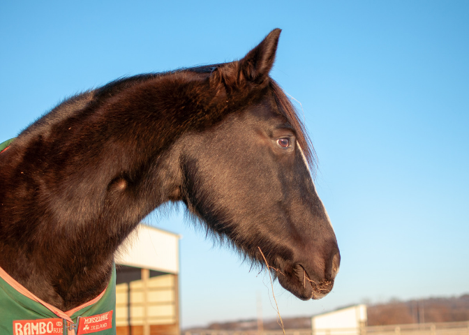Gallery – Open Sky Stables