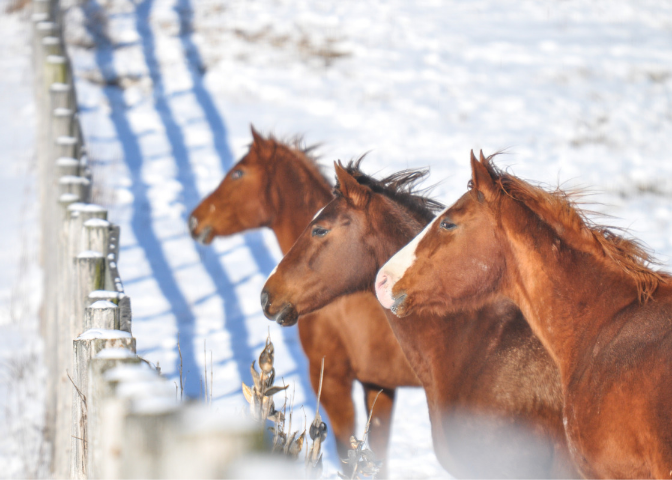 Gallery – Open Sky Stables